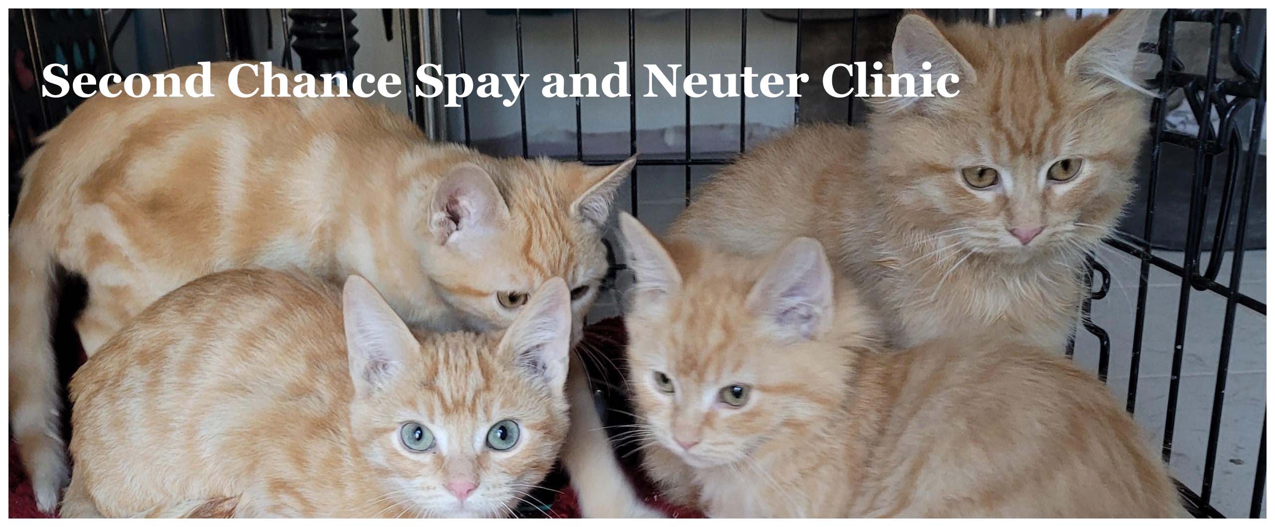 After Surgery Concerns – Second Chance Spay and Neuter